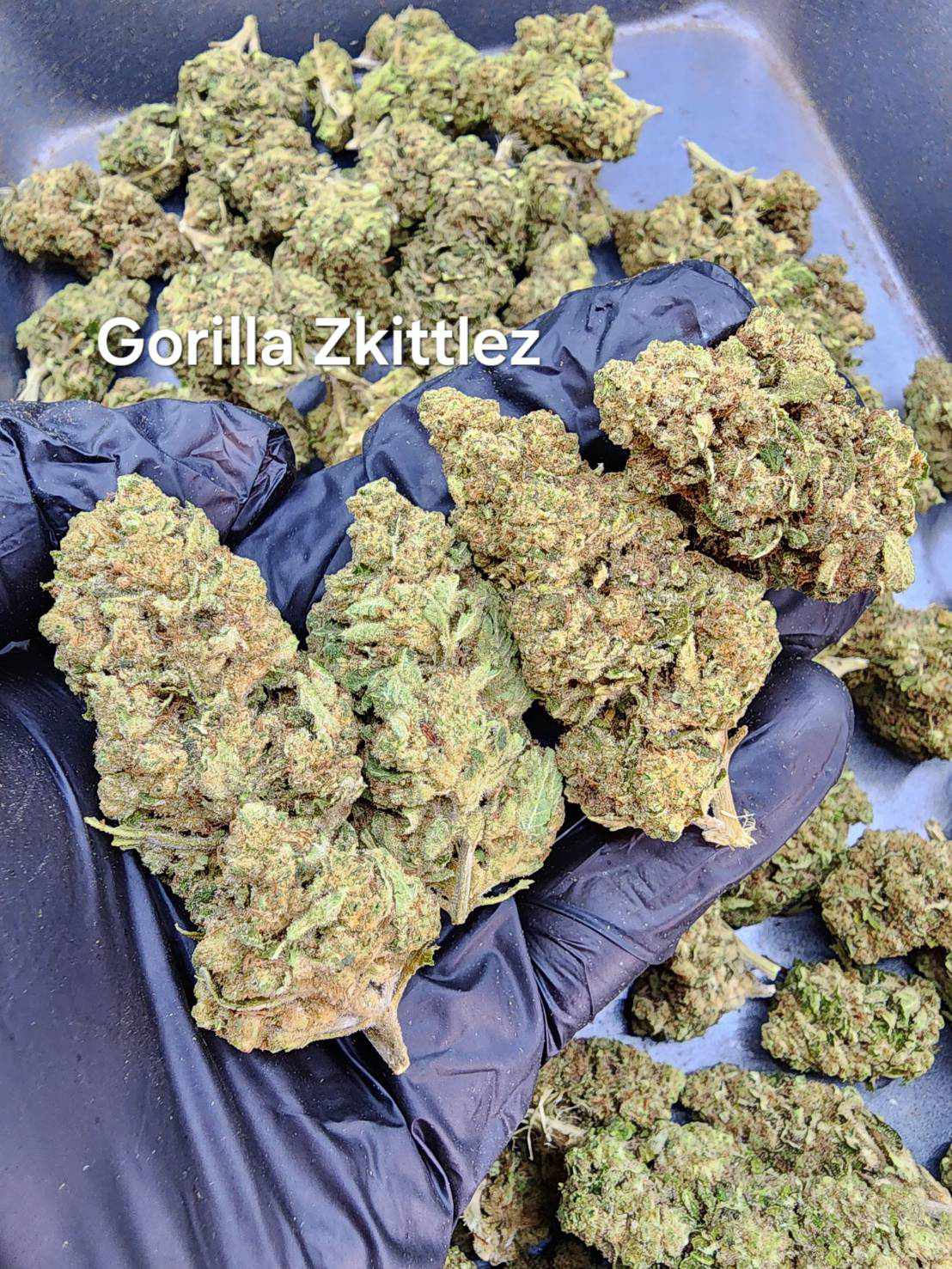 Gorilla Zkittles – Ganja Giant