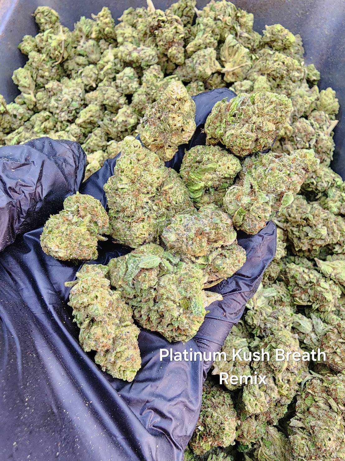 Platinum Kush Breath – Ganja Giant