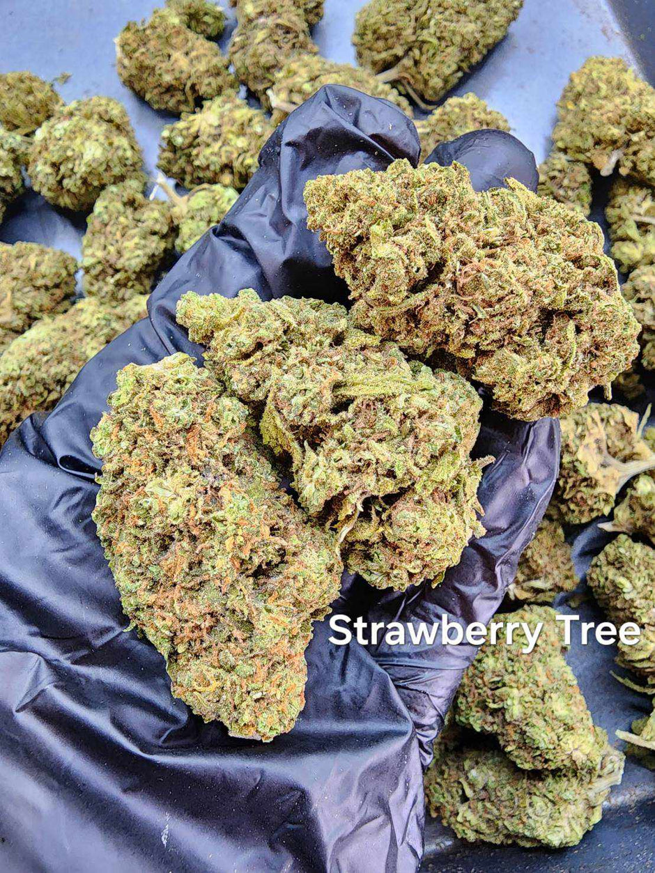 Buy High-Quality Cannabis products in Thailand | Ganja Giant