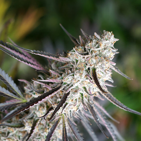 Buy High-Quality Cannabis products in Thailand | Ganja Giant