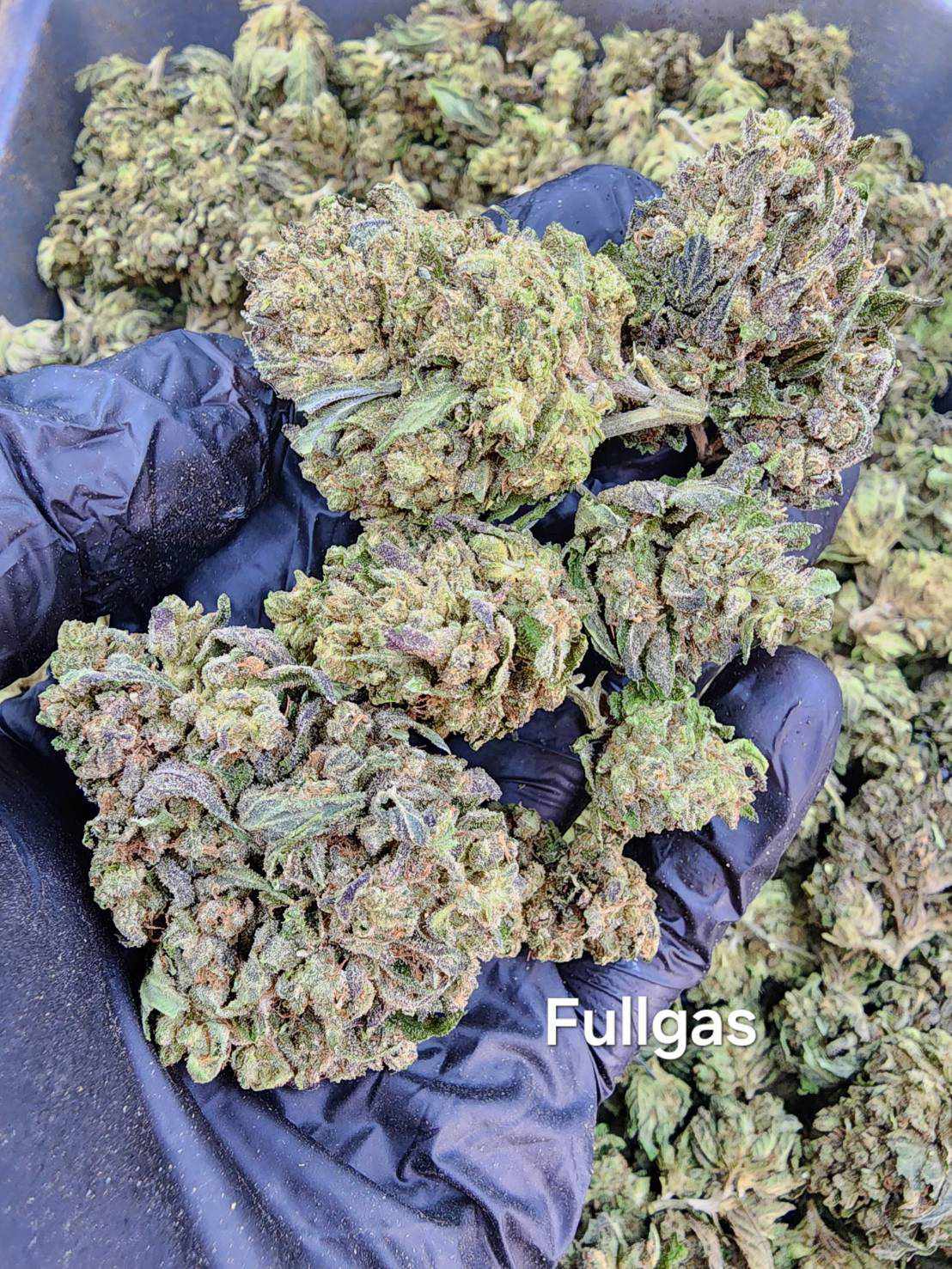 Full Gas – Ganja Giant